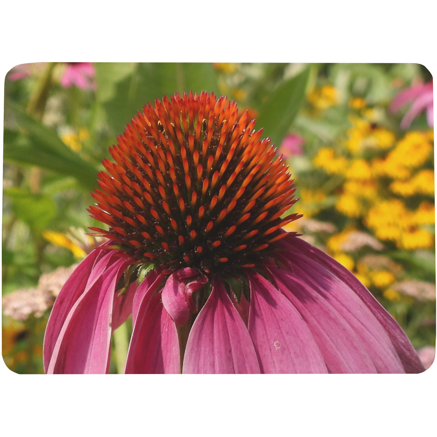 Custom Rectangular Glass Cutting Boards - Medium - 11" x 8" | Design ...